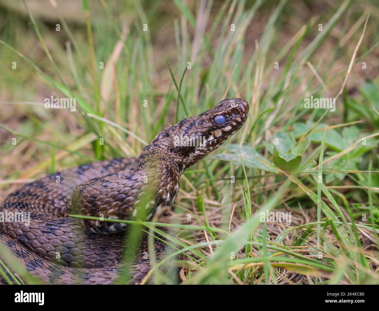 The common European viper (latin name: Vipera berus) changing skin with ...