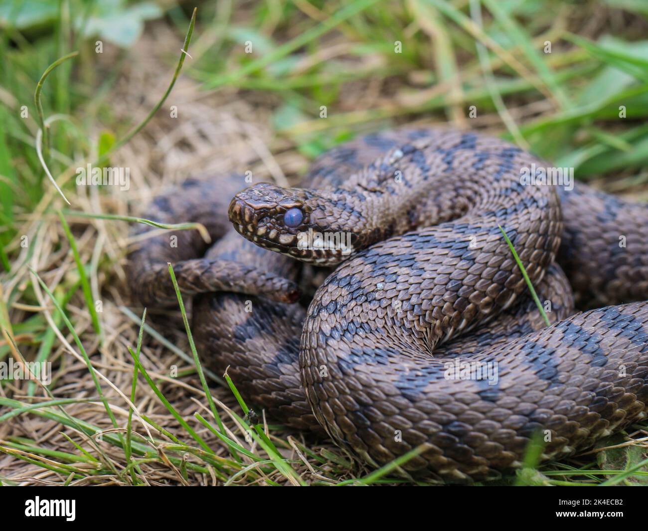 The common European viper (latin name: Vipera berus) changing skin with ...