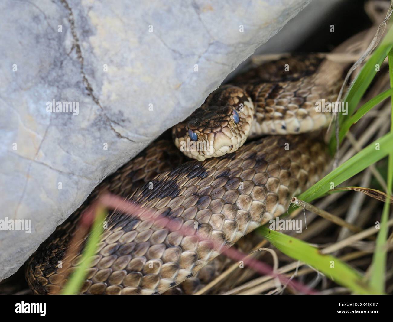 The meadow viper (latin nama Vipera ursinii) changing skin with cloudy ...