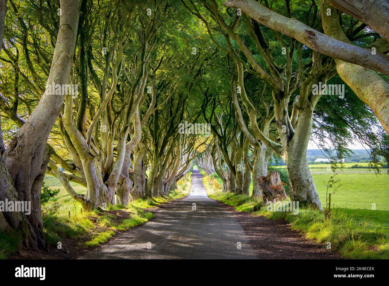 Dark Hedges - romantic, majestic, atmospheric, tunnel-like avenue of ...