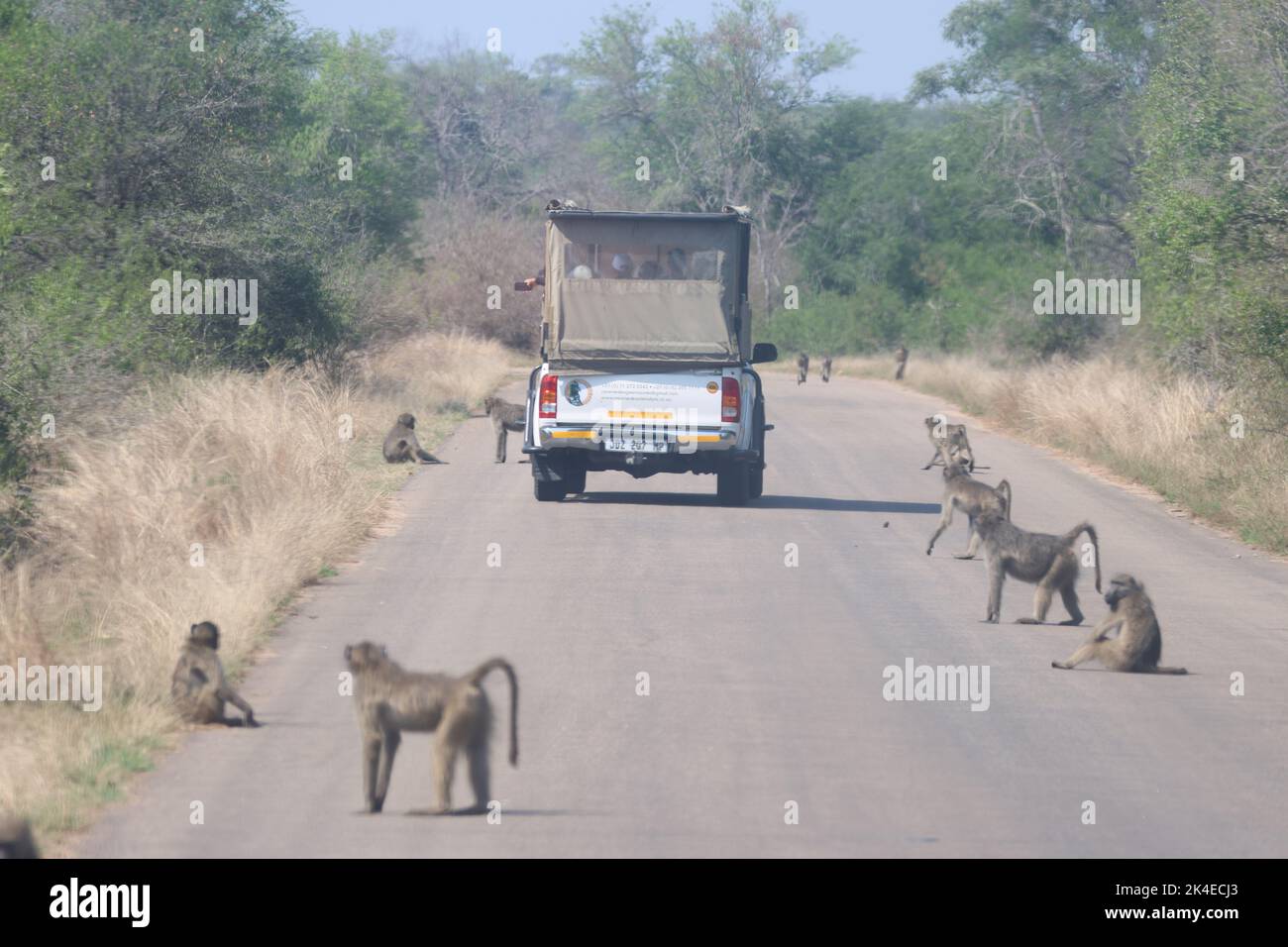 BABOON WITH SAFARI VEHICLE Stock Photo - Alamy