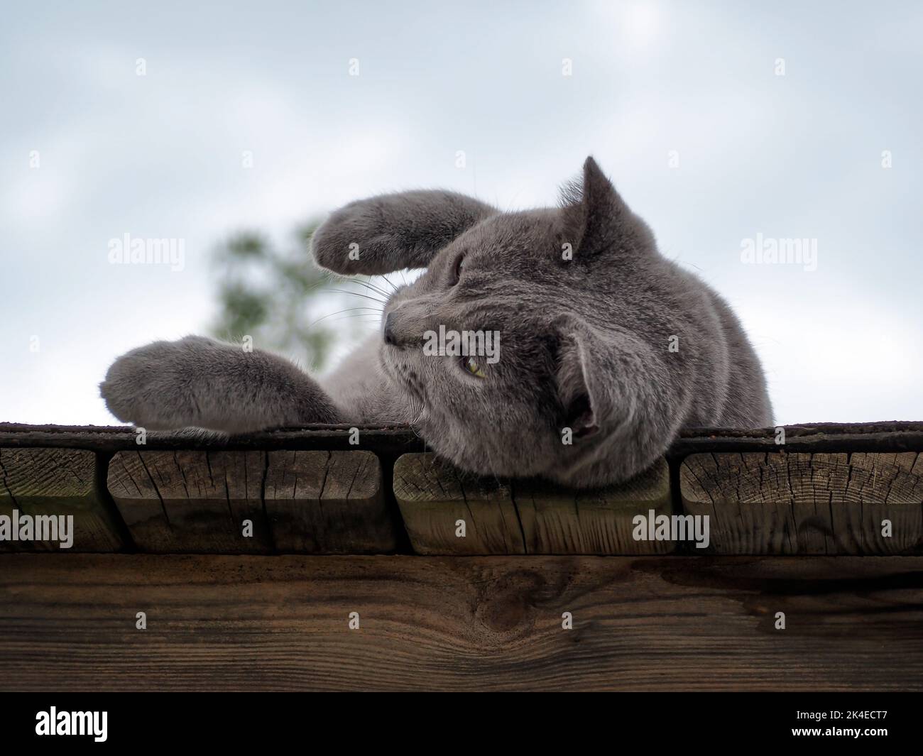 Gray cat relaxing outside, playing. blue cat at cozy, walks in nature ...
