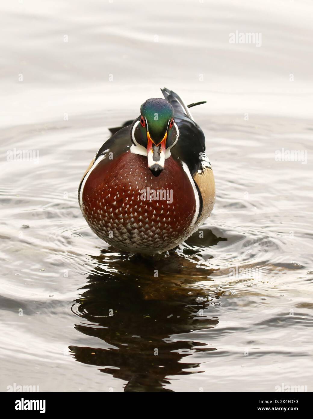 Aquatic wood duck hi-res stock photography and images - Alamy