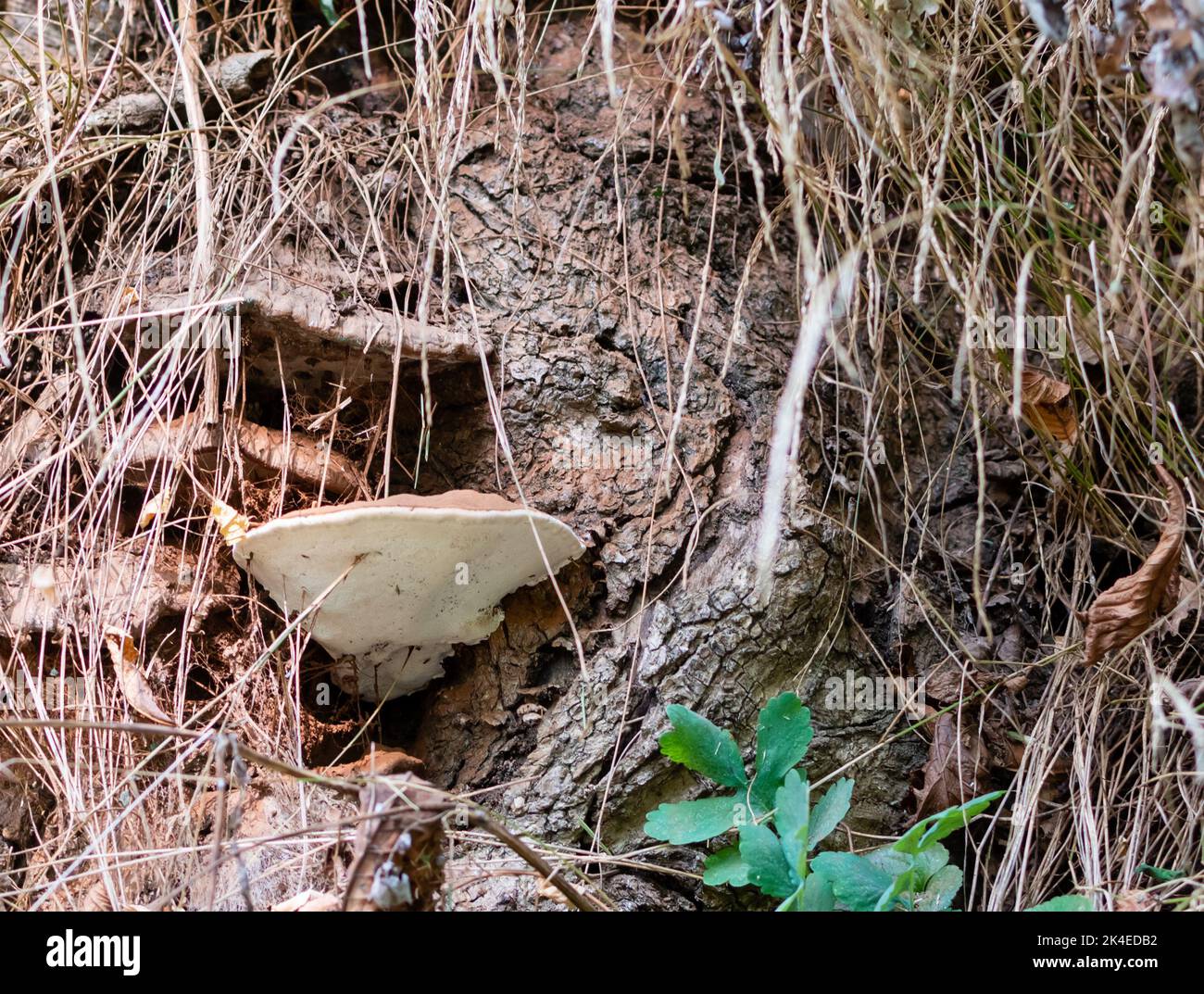 Tree mushrooms on tree roots close-up among dry grass Stock Photo - Alamy Tree mushrooms on tree roots close-up among dry grass Stock Photo - Alamy