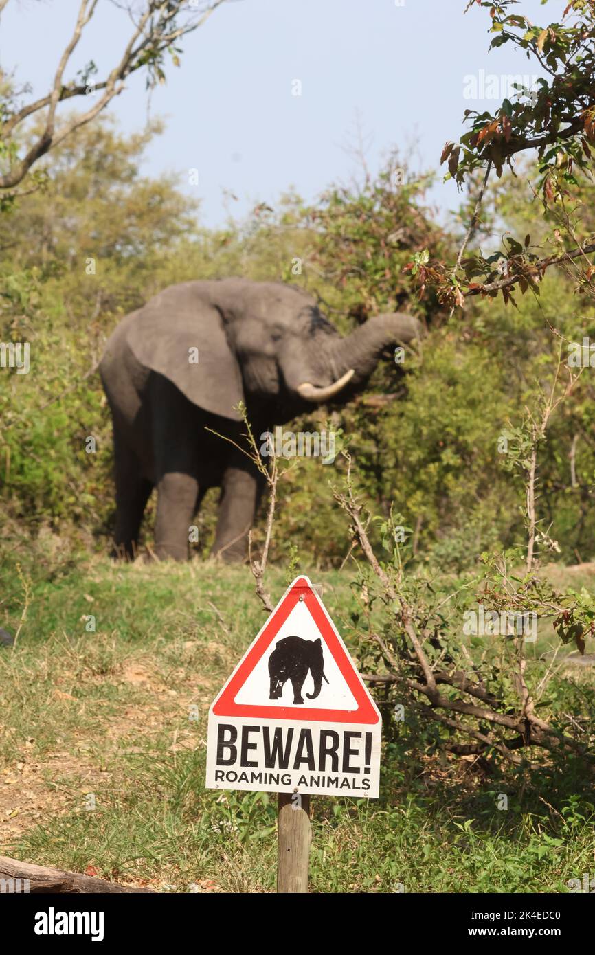 ELEPHANT IN FRONT OF BEWARE OF ELEPHANT SIGNS Stock Photo - Alamy
