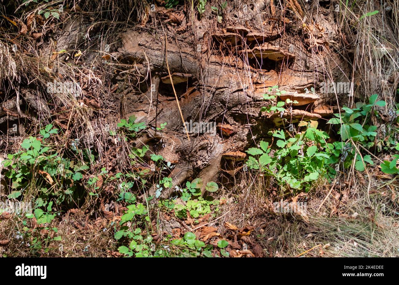 Tree mushrooms on tree roots among dry grass in sunlight daytime Stock ...