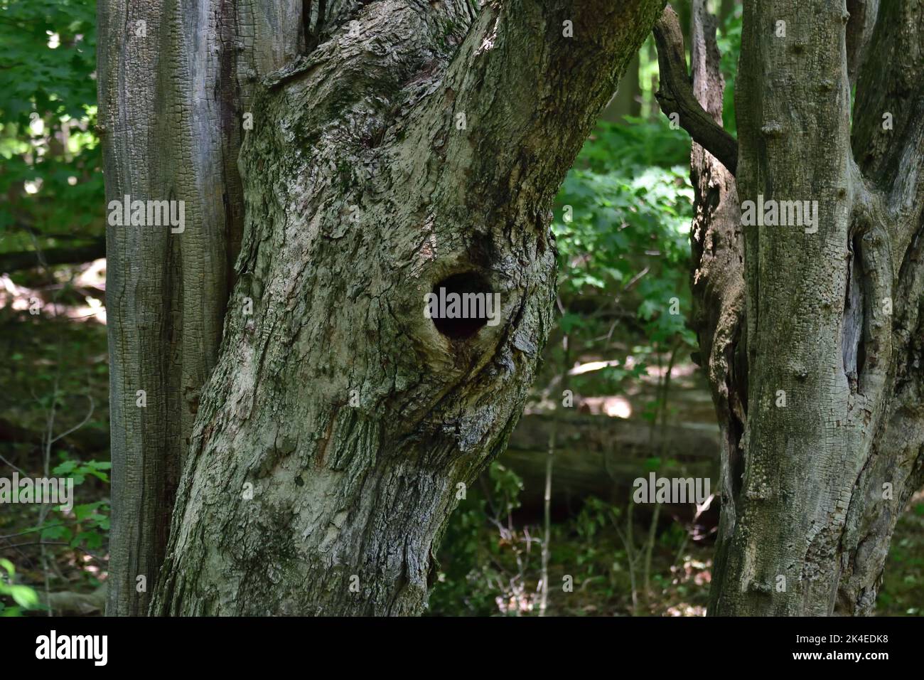 A closeup shot of a tree bark with a hole in a forest Stock Photo - Alamy