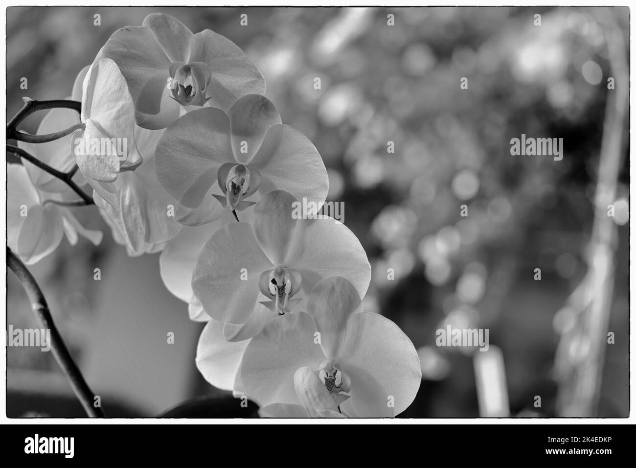 Black and white photo from a orchid. High quality photo from a orchid ...