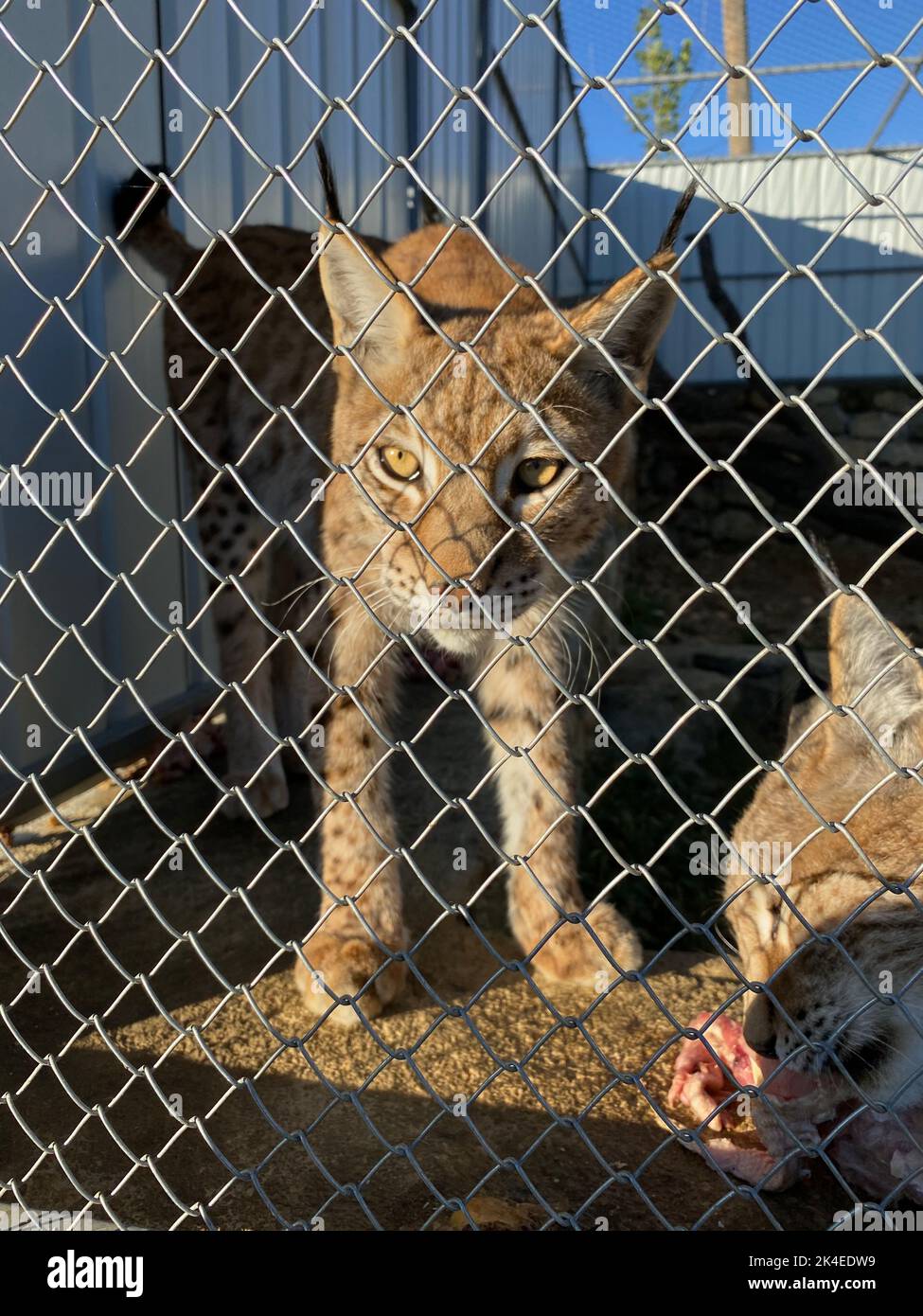 A vertical shot of a baby Eurasian lynx behind mesh fence Stock Photo ...