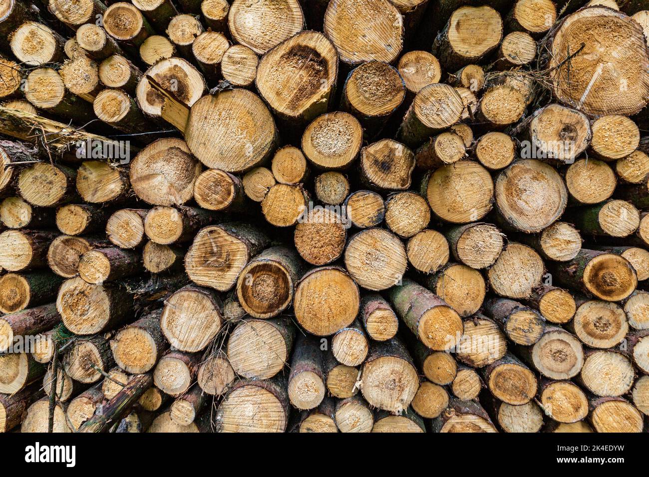 Log trunks pile, the logging timber forest wood industry. Sawn trees ...