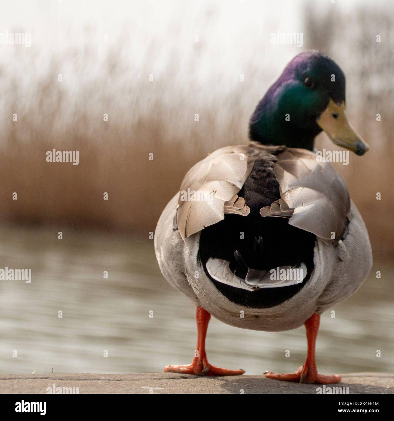 A vertical closeup of a duck standing on the ground, looking back at ...