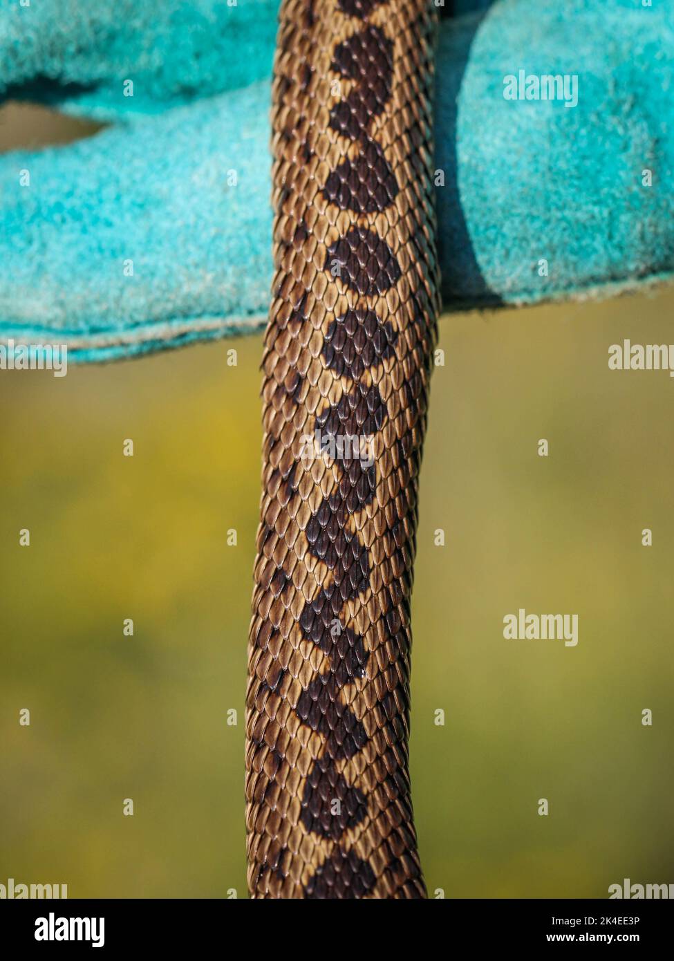 Scales of the meadow viper (latin name: Vipera ursinii) at mountain ...