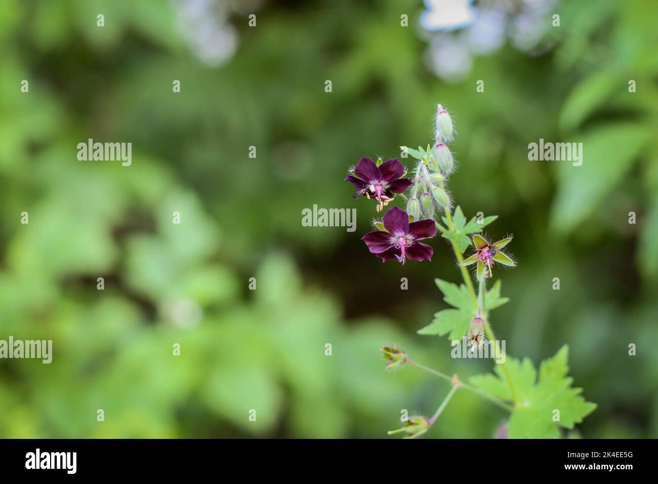 Purple flowers of Geranium phaeum, dusky cranesbill on Mt Mokra Gora ...