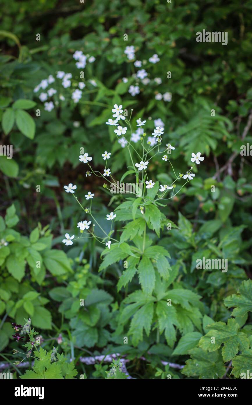 The large white buttercup (latin name: Ranunculus platanifolius) at ...