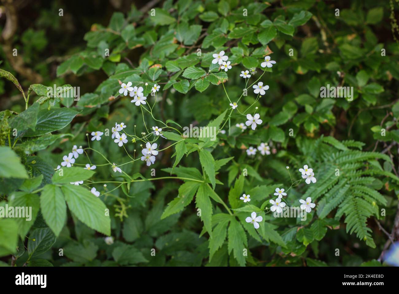 The large white buttercup (latin name: Ranunculus platanifolius) at ...