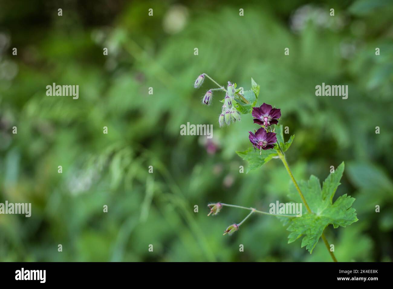 Purple flowers of Geranium phaeum, dusky cranesbill on Mt Mokra Gora ...