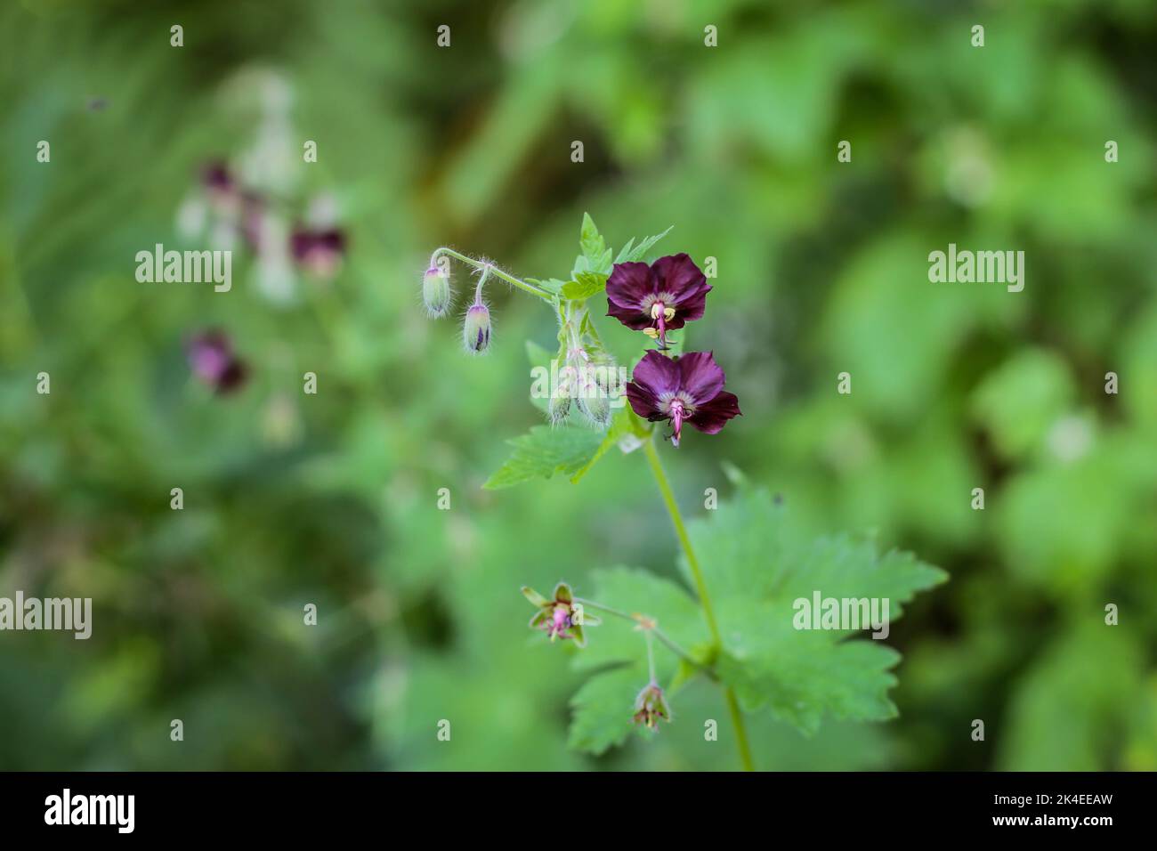Purple flowers of Geranium phaeum, dusky cranesbill on Mt Mokra Gora ...