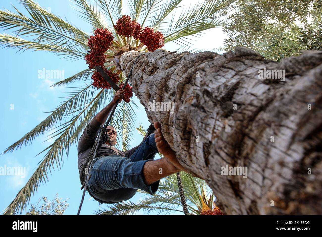 Picking dates hi-res stock photography and images - Alamy