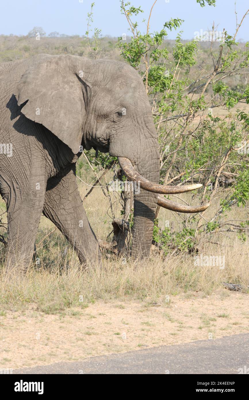 ELEPHANT IN FRONT OF BEWARE OF ELEPHANT SIGNS Stock Photo - Alamy