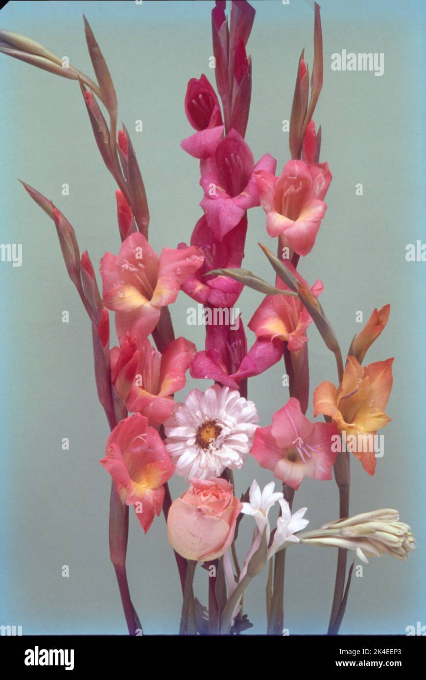 Tube Rose Flower Arrangement, India Stock Photo - Alamy