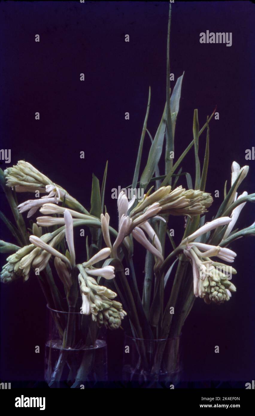 Flower Arrangements with Tuberoses White, India Stock Photo - Alamy