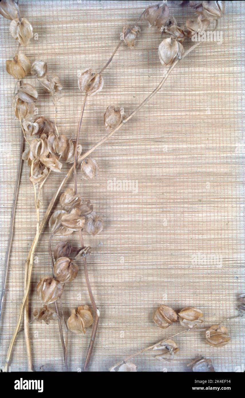Different types of dry flowers hi-res stock photography and images - Alamy