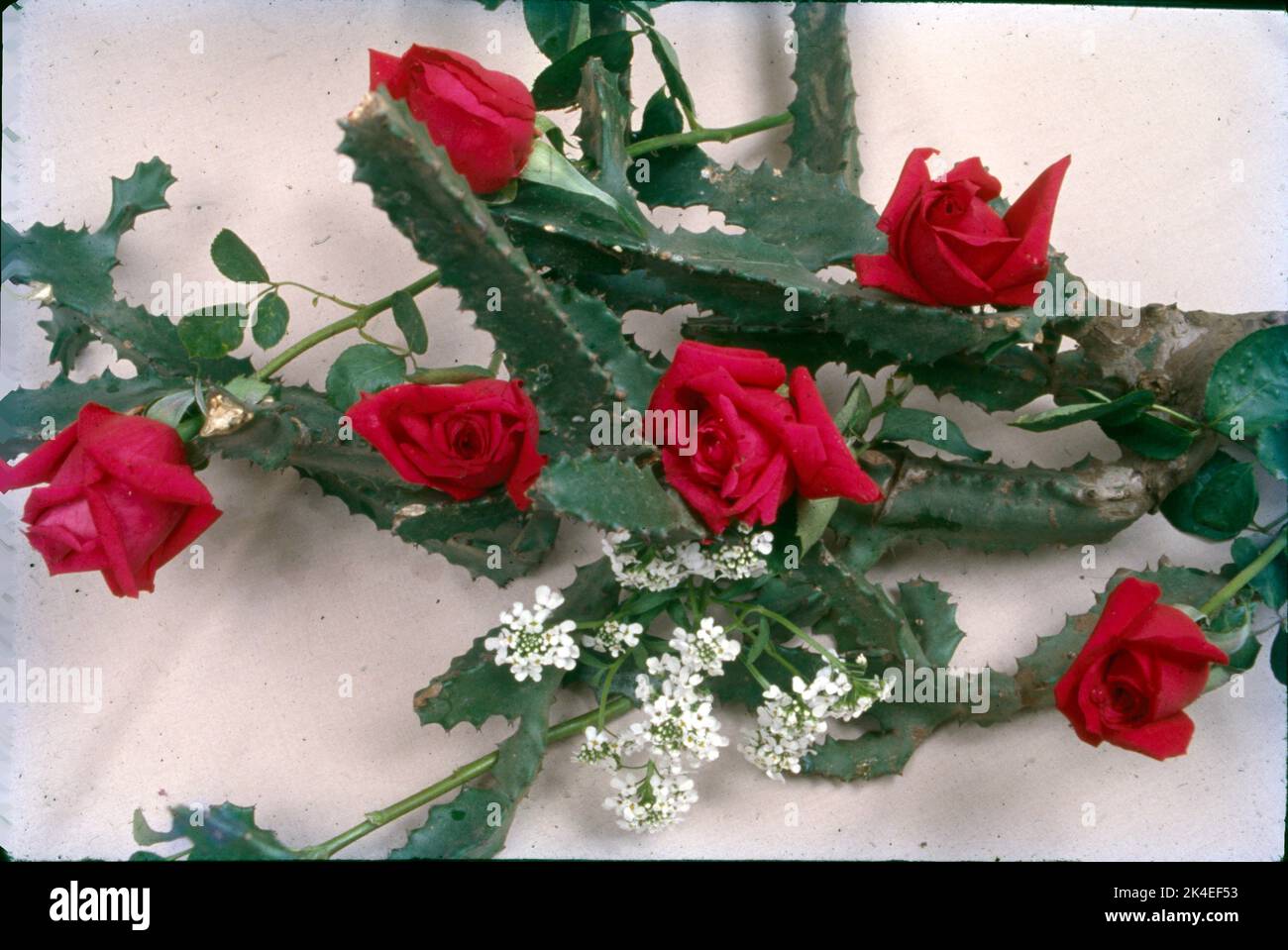 Cactus and Roses - Flowers & Thrones, India Stock Photo - Alamy