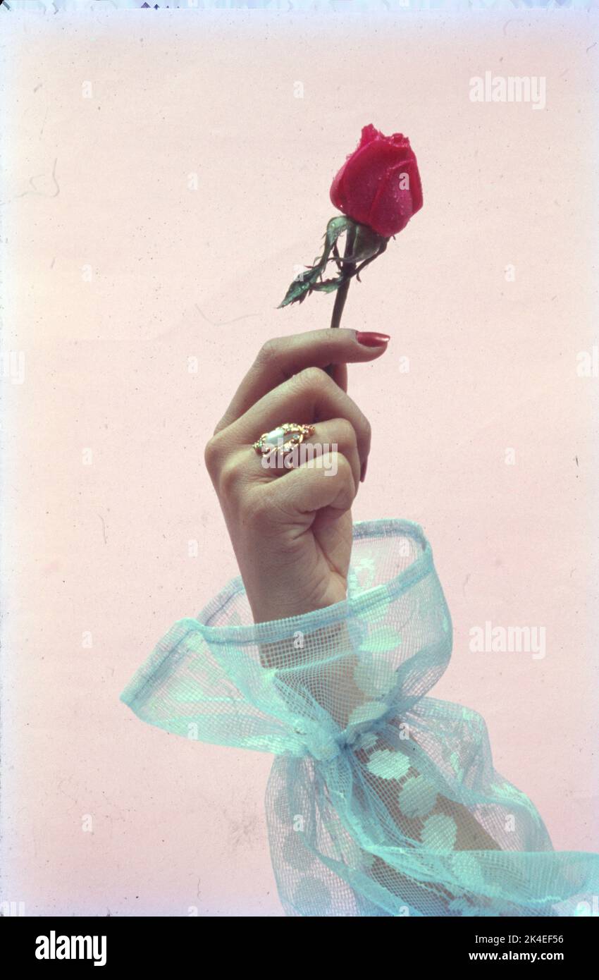 Hand with a rose hi-res stock photography and images - Alamy
