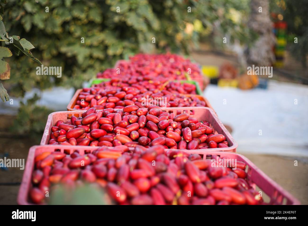 Dates seen packed in boxes at a farmland during the date harvesting ...