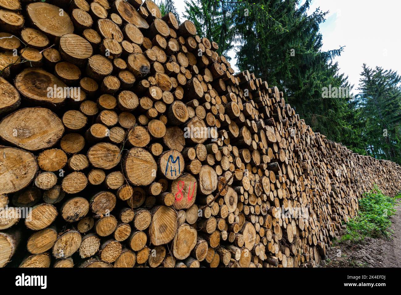 Log trunks pile, the logging timber forest wood industry. Sawn trees ...