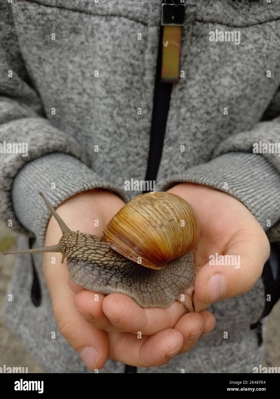 Snail in the hands of a child Stock Photo - Alamy