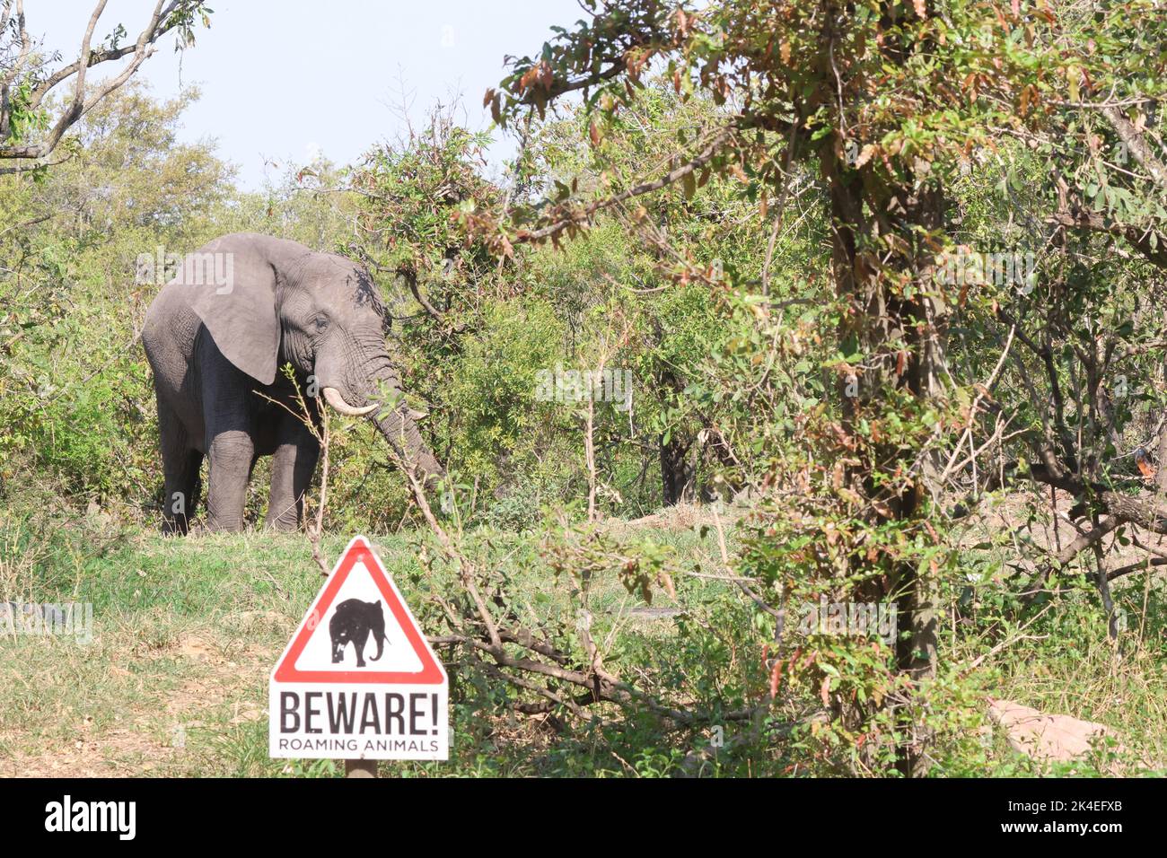 Elephant signs hi-res stock photography and images - Alamy