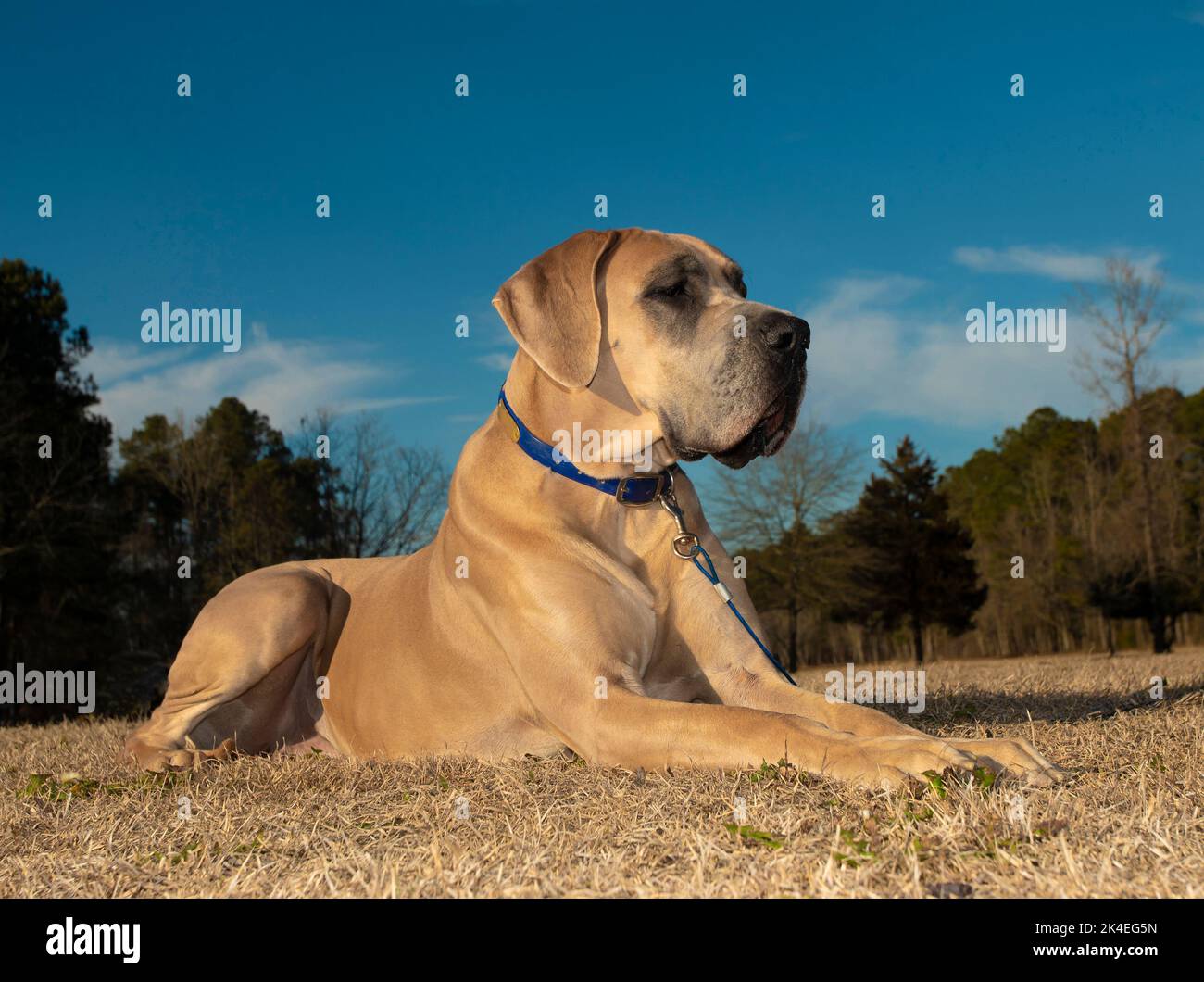 Purebred Great Dane laying on a field in the winter Stock Photo - Alamy