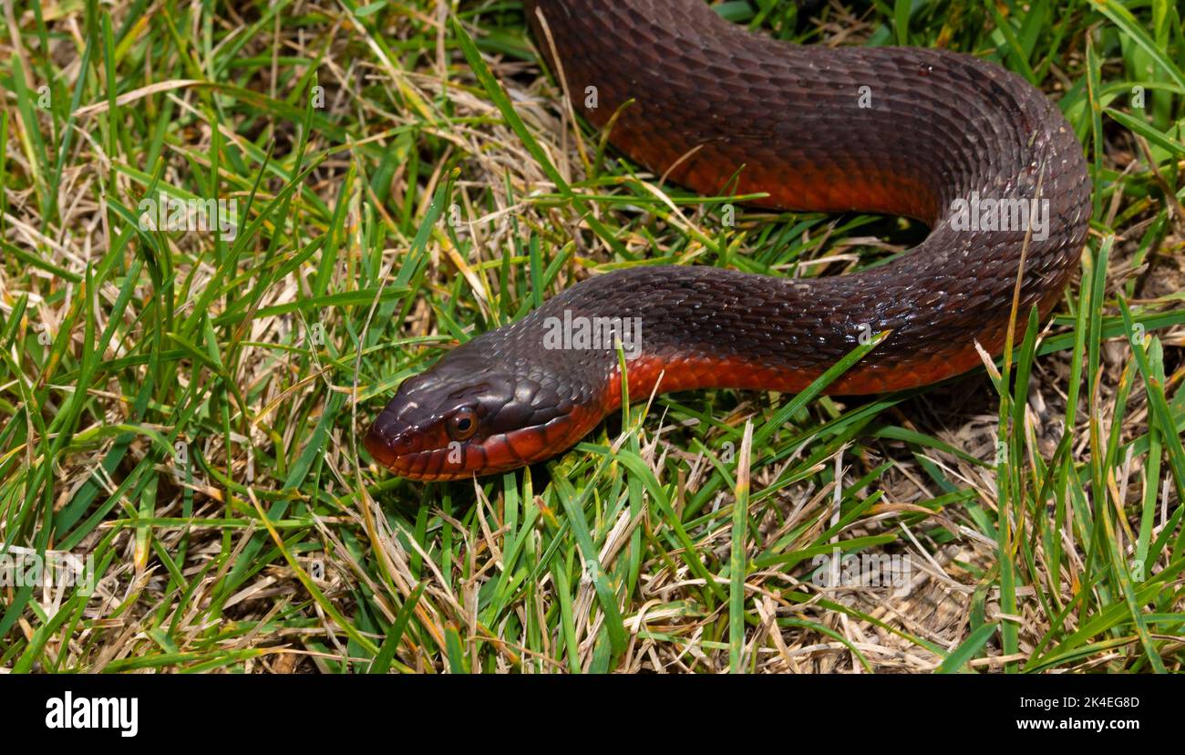 Snake with a red belly moving to the left in the grass Stock Photo - Alamy