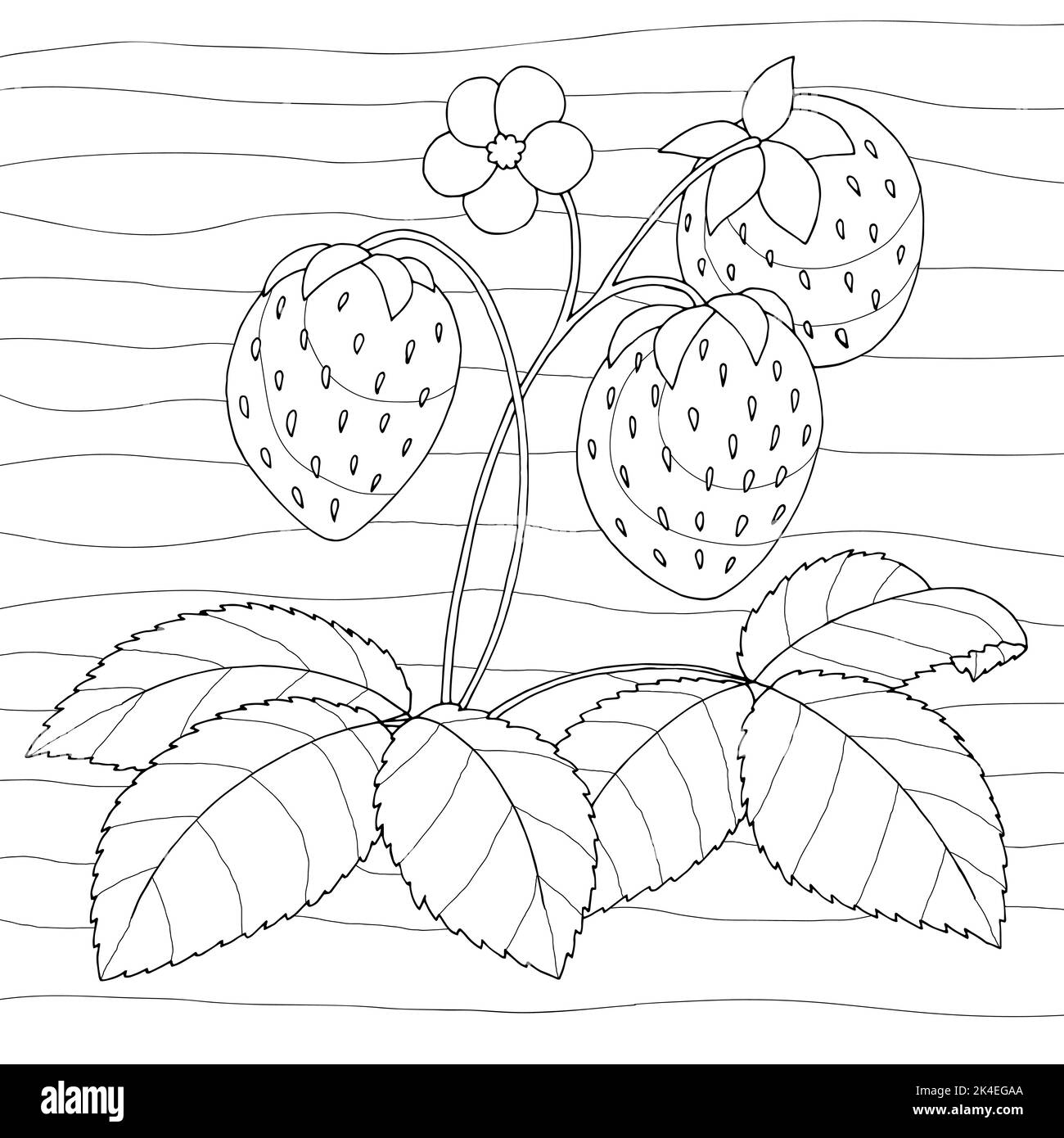 Strawberry coloring graphic bush black white sketch illustration vector ...