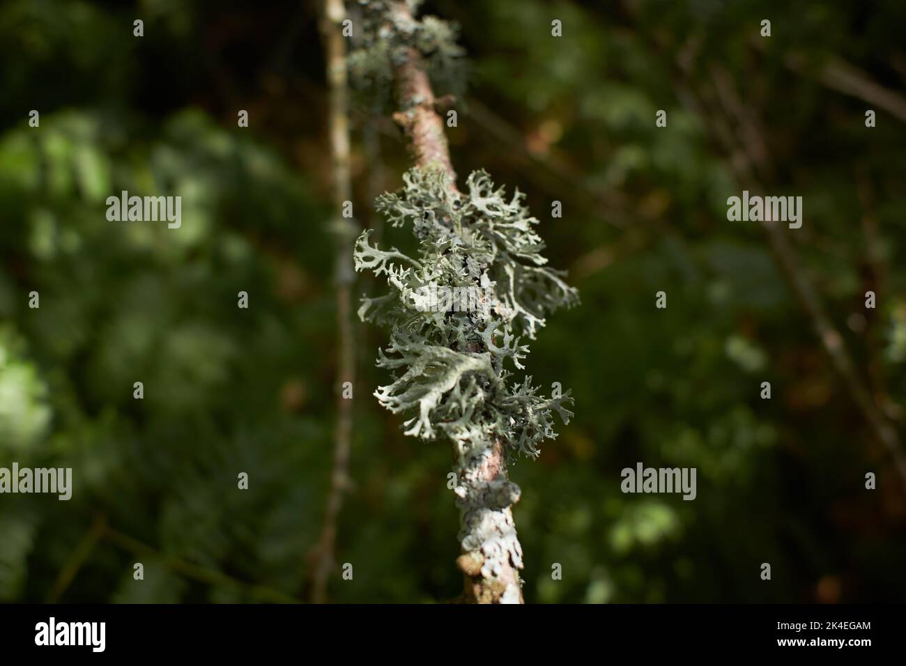 Foliose Lichen on fir branch Stock Photo - Alamy
