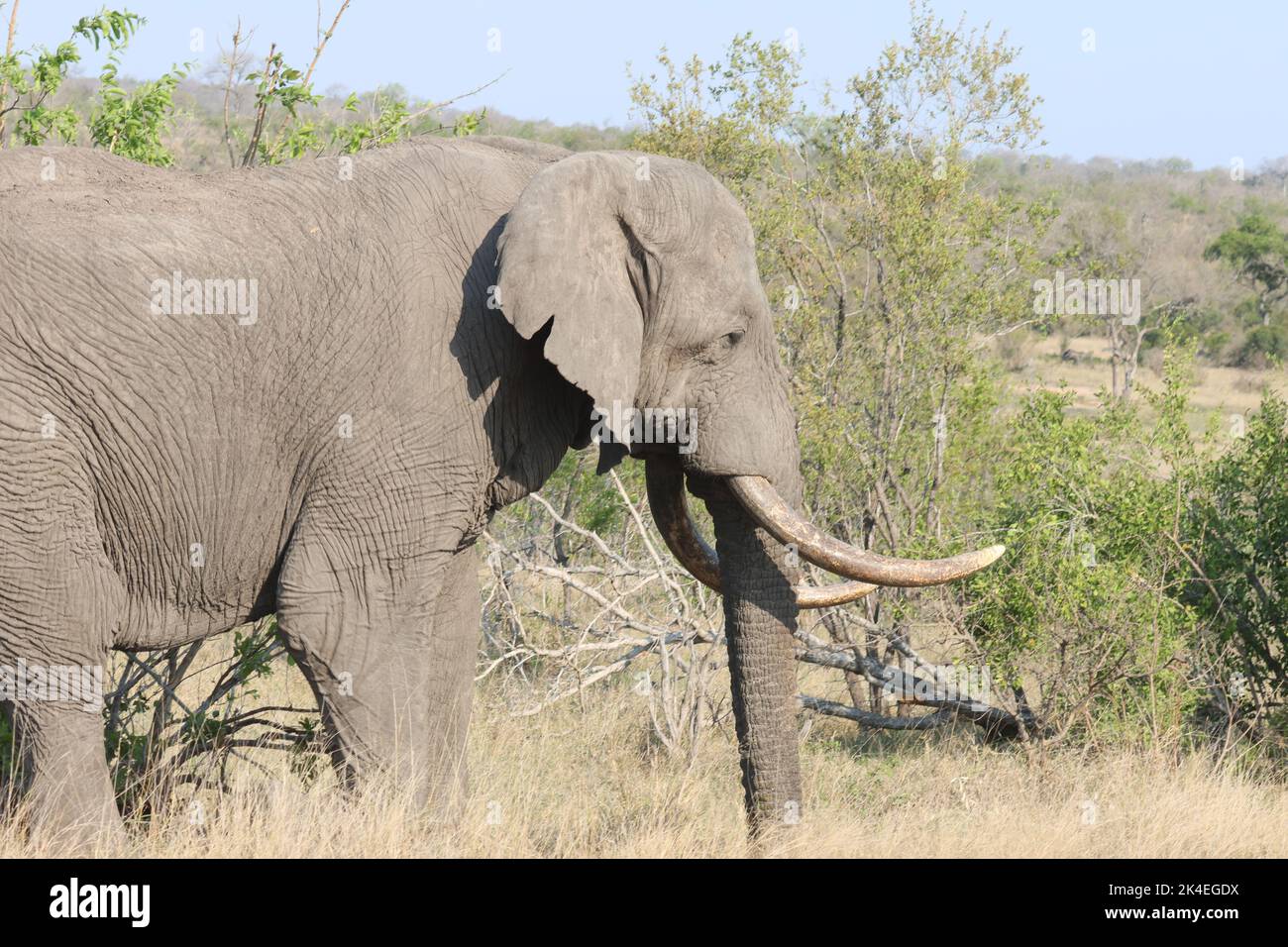 ELEPHANT IN FRONT OF BEWARE OF ELEPHANT SIGNS Stock Photo - Alamy