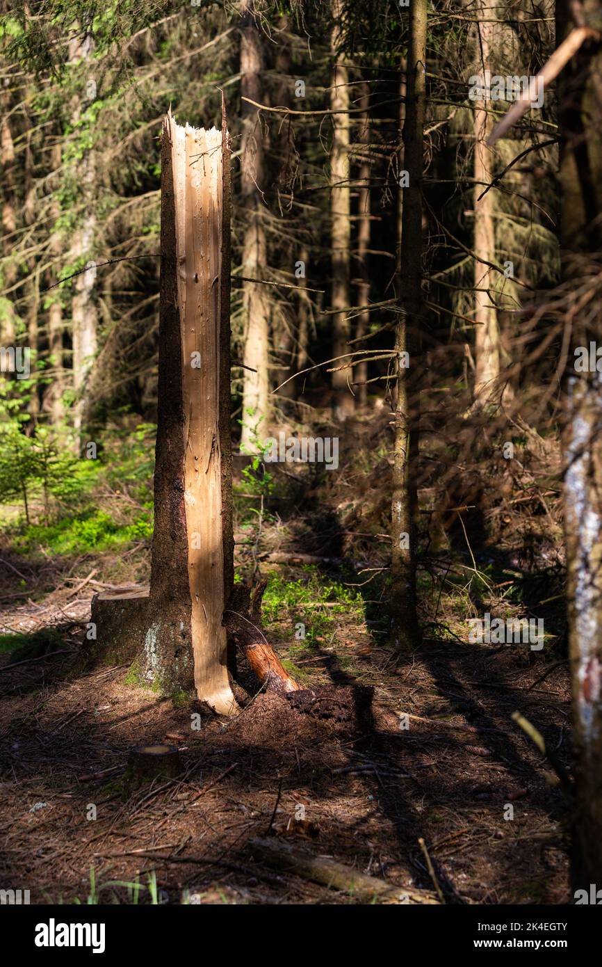 Log trunks pile, the logging timber forest wood industry. Sawn trees ...