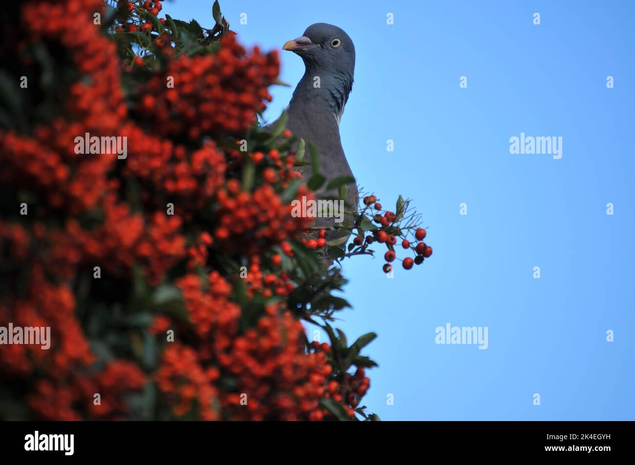 Close up shot of a Wood Pigeon eating orange/red Pyracanth berries ...