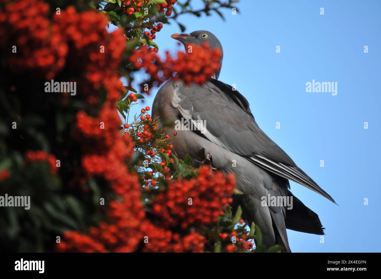 Close up shot of a Wood Pigeon eating orange/red Pyracanth berries ...