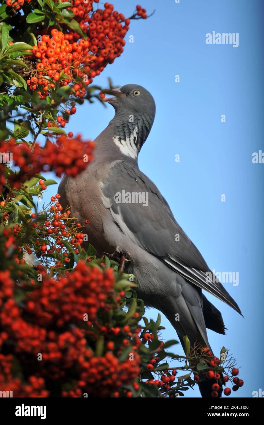 Close up shot of a Wood Pigeon eating orange/red Pyracanth berries ...