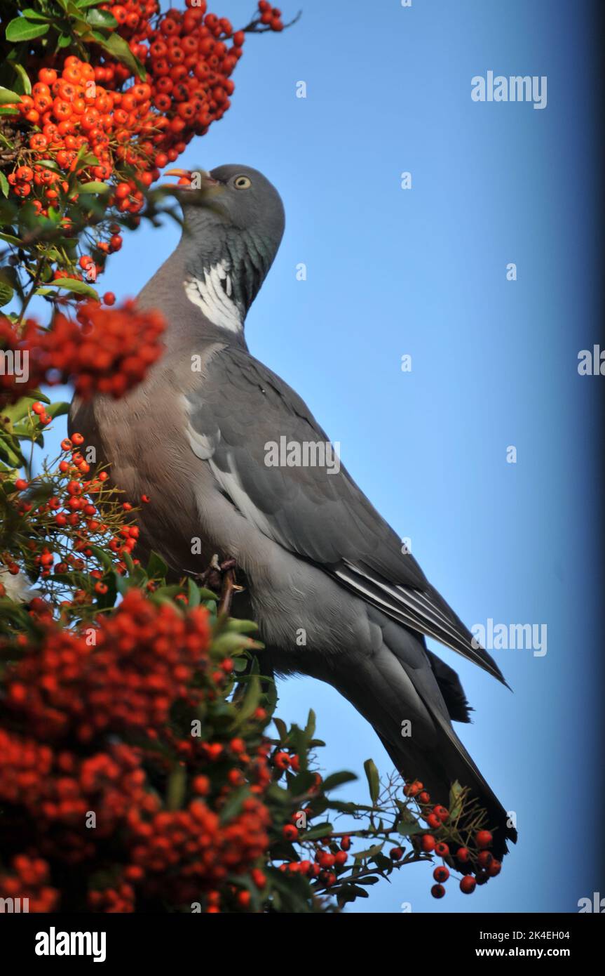 Red berries on pyracantha hi-res stock photography and images - Alamy