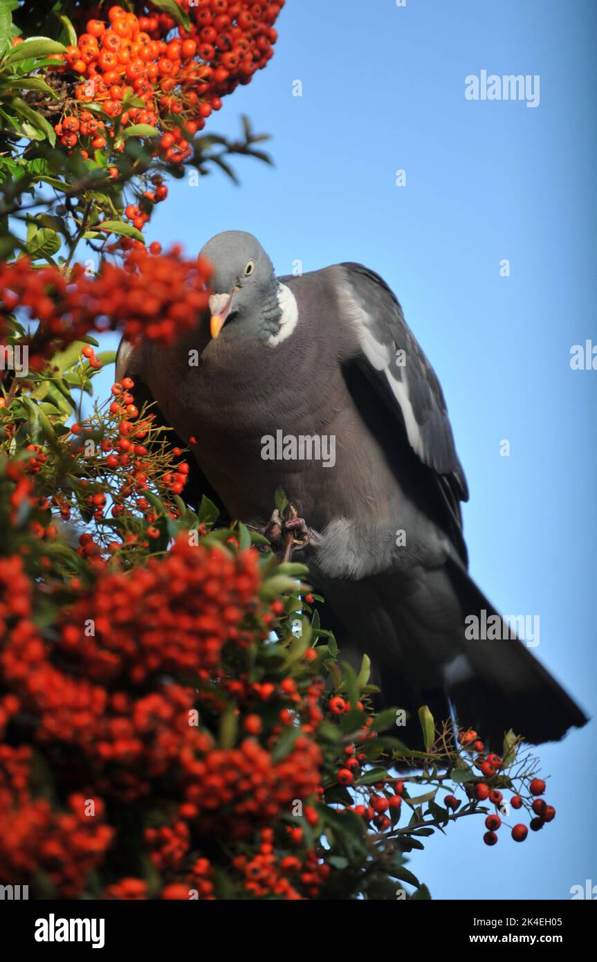Close up shot of a Wood Pigeon eating orange/red Pyracanth berries ...