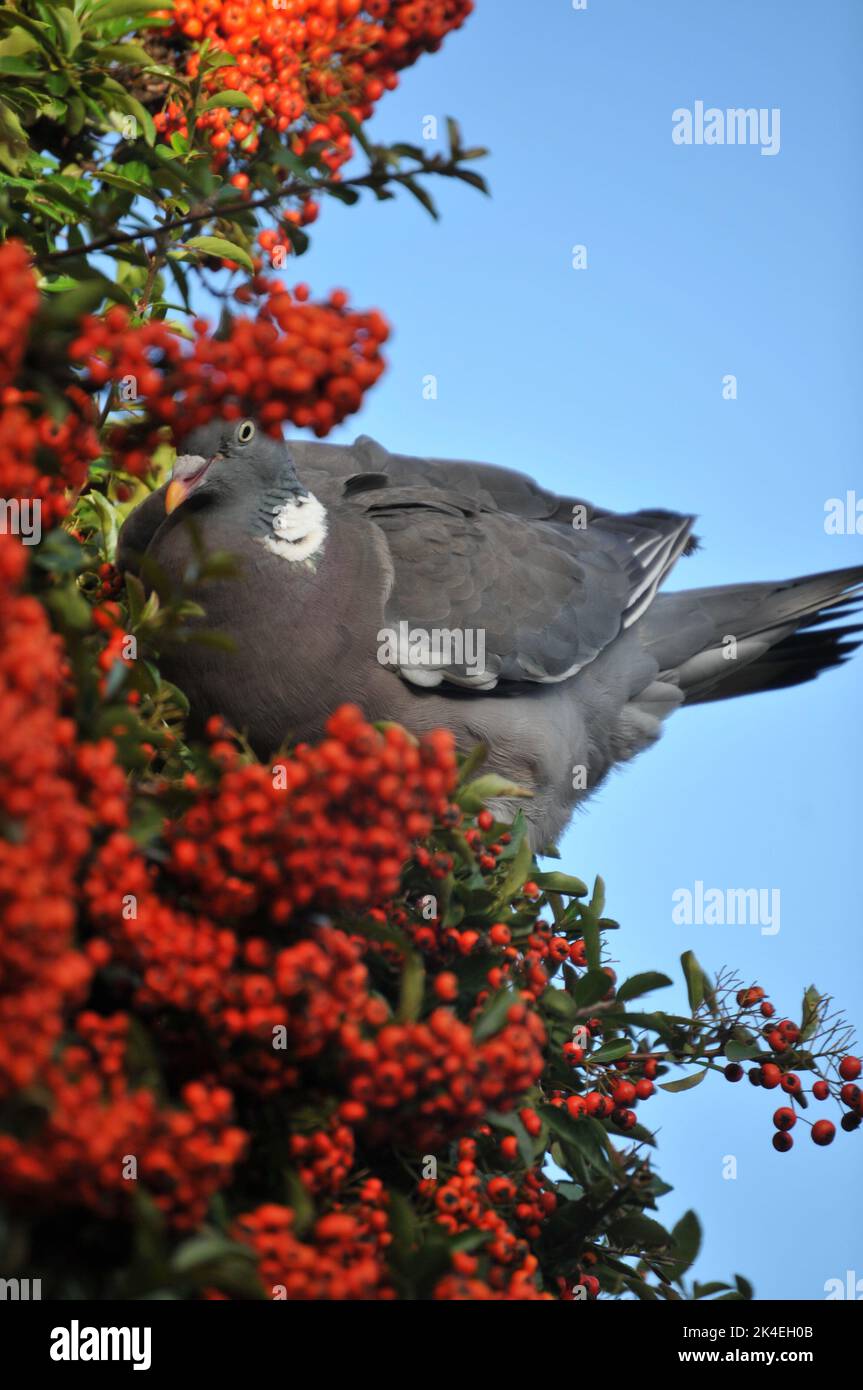 Close up shot of a Wood Pigeon eating orange/red Pyracanth berries ...