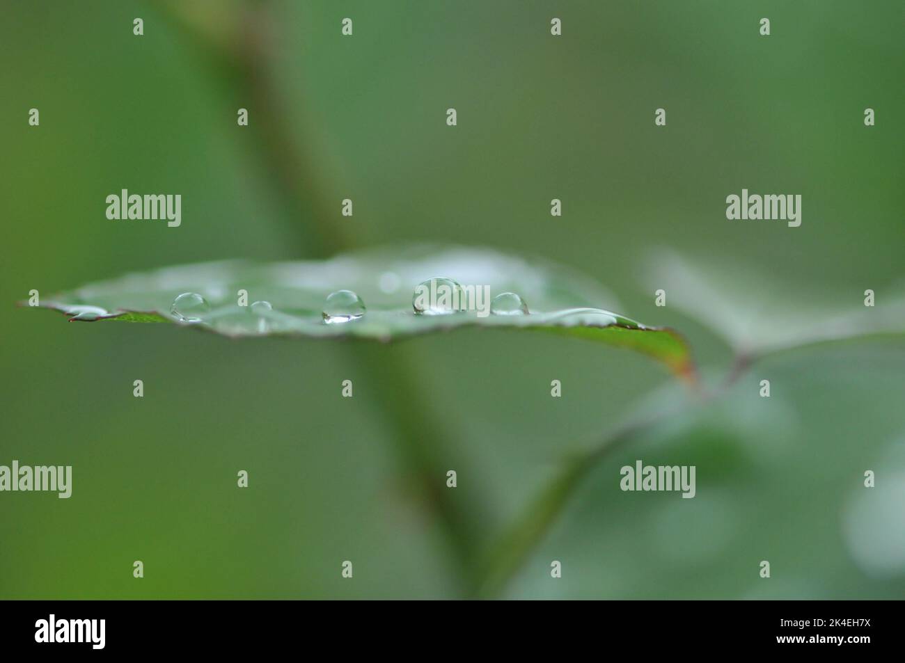 Rose flowers leaves on hi-res stock photography and images - Alamy
