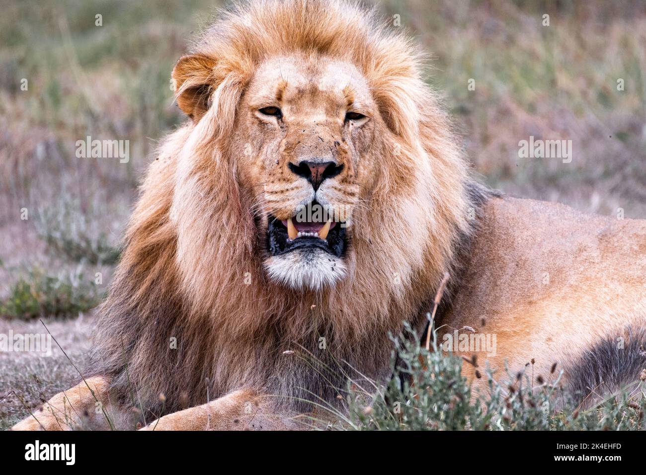 Closeup shot tired lion hi-res stock photography and images - Alamy
