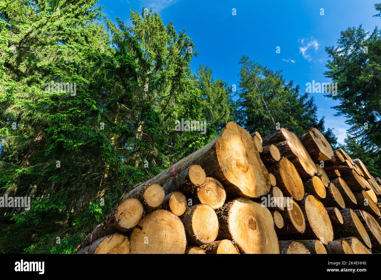 Log trunks pile, the logging timber forest wood industry. Sawn trees ...