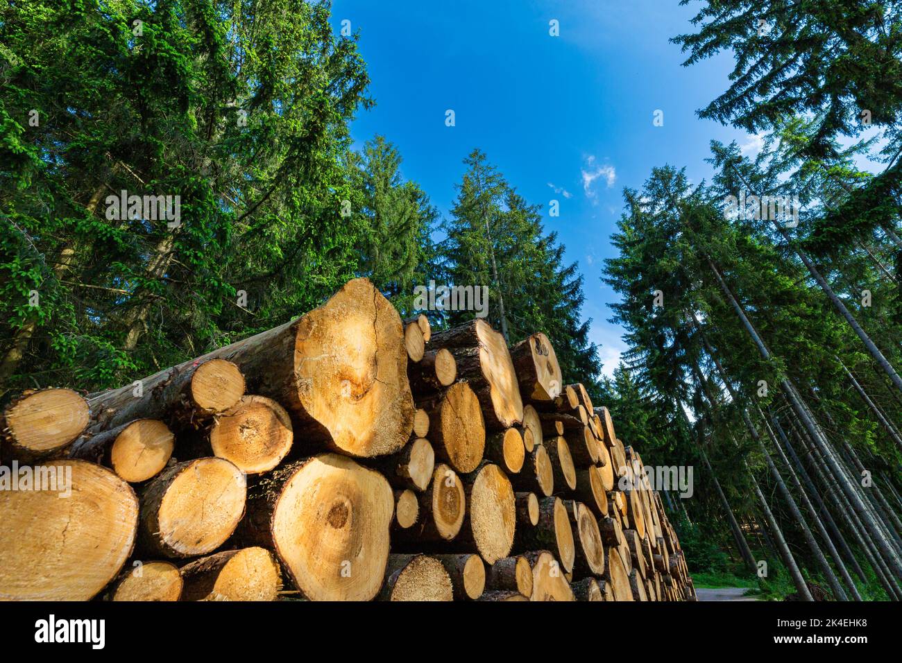 Log trunks pile, the logging timber forest wood industry. Sawn trees ...
