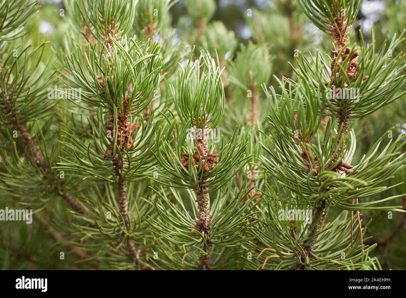Monterey Pine Tree (Pinus radiata) in a Woodland Landscape in Avoca ...
