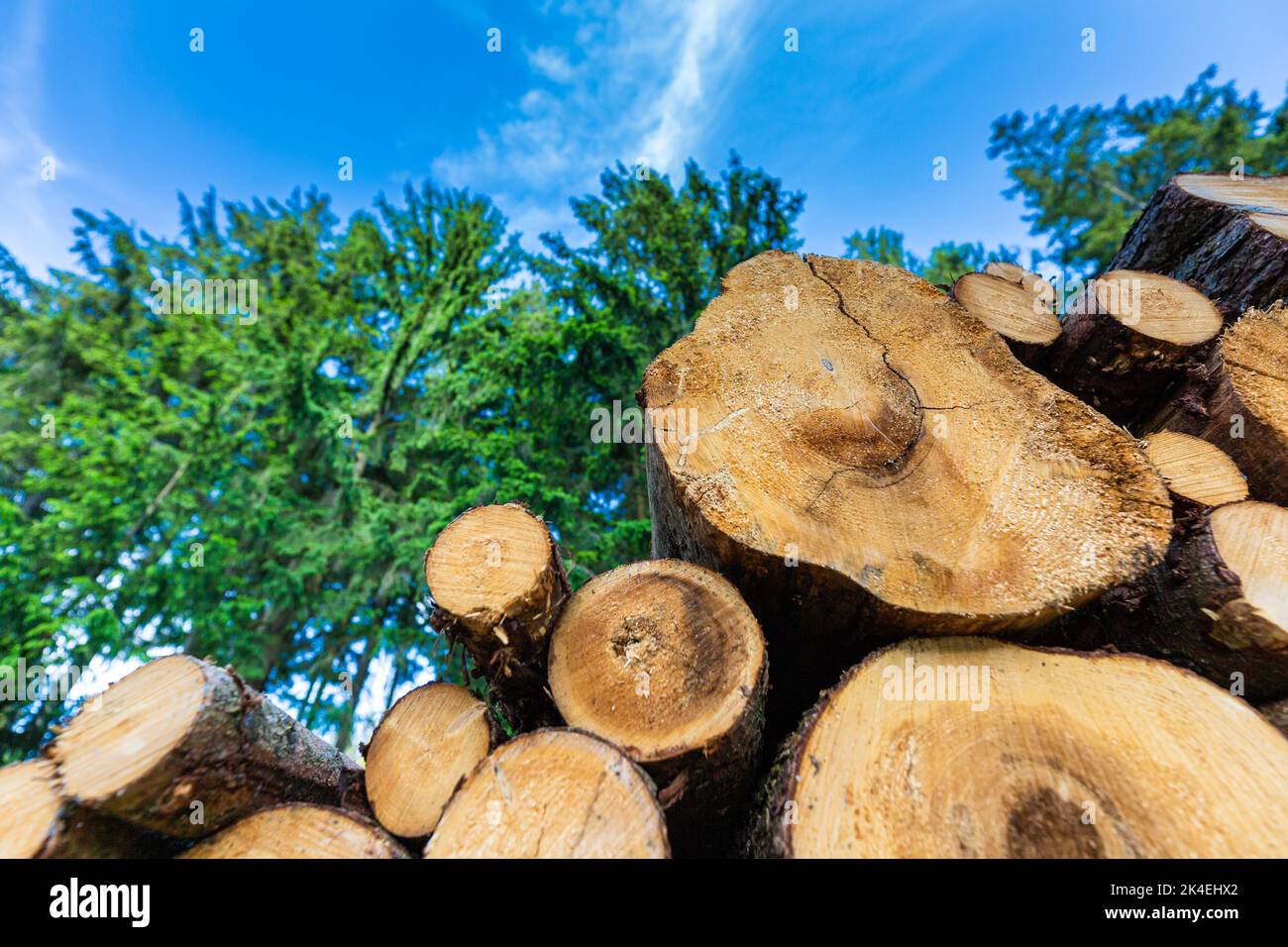 Log trunks pile, the logging timber forest wood industry. Sawn trees ...